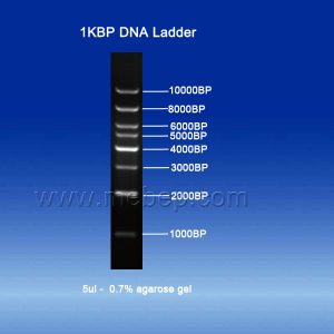 1KB DNA Ladder – MEBEP Bio Science