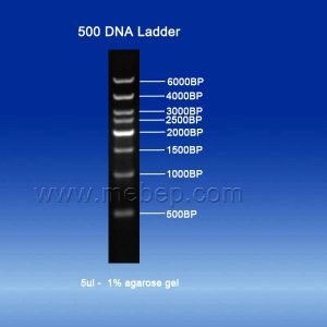 DNA Ladders DNA Markers – MEBEP Bio Science