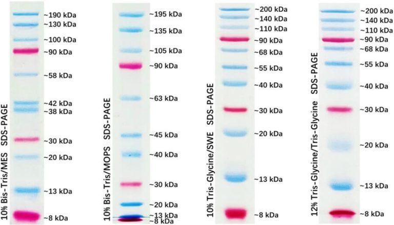 Prestained Protein Marker IV – MEBEP Bio Science
