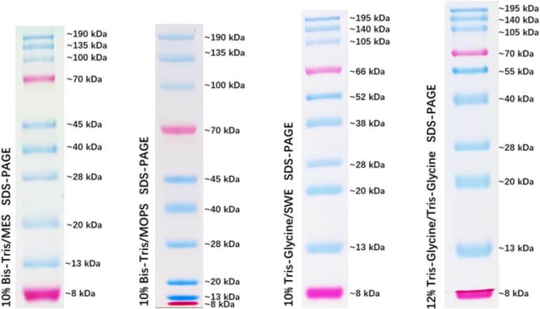 Prestained Protein Marker VII (8-195 kDa) – MEBEP Bio Science