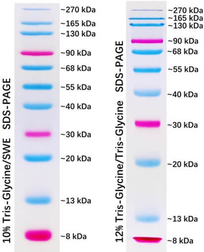 Prestained Protein Marker VIII (8-270kDa) – MEBEP Bio Science