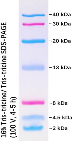 Prestained Protein Marker IX (2-40kDa) – MEBEP Bio Science
